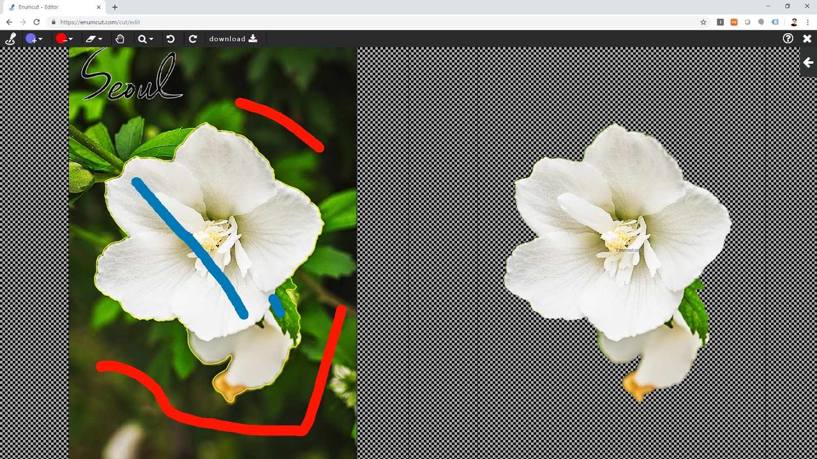 [ Enumcut ] White Rose of Sharon(Flower) Photo - Remove Background From ...