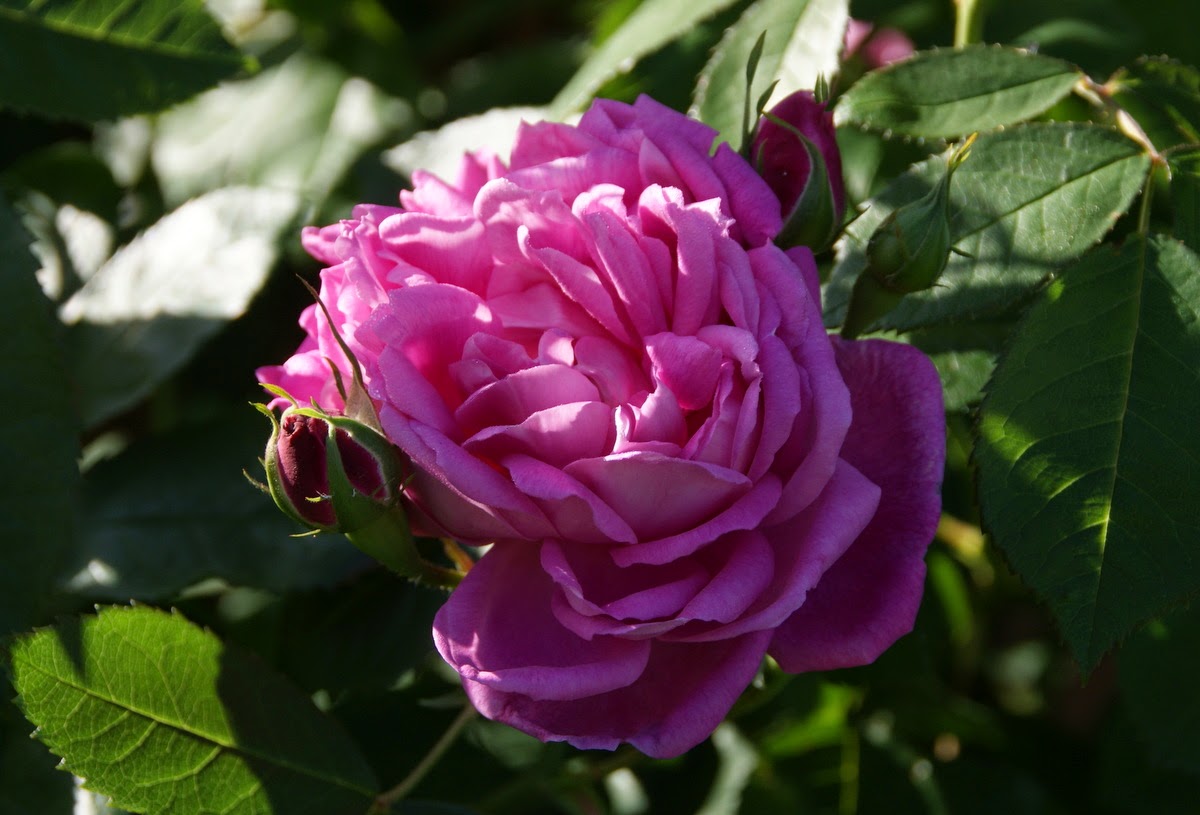 Organic Garden Dreams: March Roses