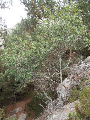 Entre plantas y bichos: Acer campestre (Arce menor)