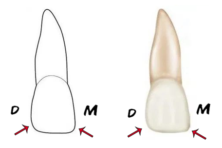 Aula De Anatomia Dental - Incisivos Centrais Superiores - Dente 11 e 21