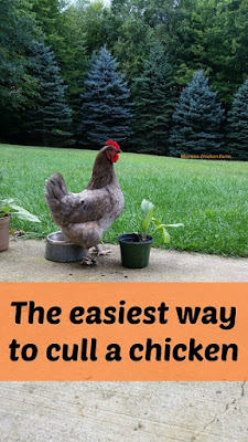 The easiest way to cull a chicken (you need to know!) - Murano Chicken Farm