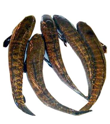 Bangladesh Development Studies: Freshwater Fish of Bangladesh