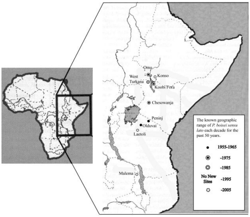 Paleoantropología hoy: Paranthropus boisei