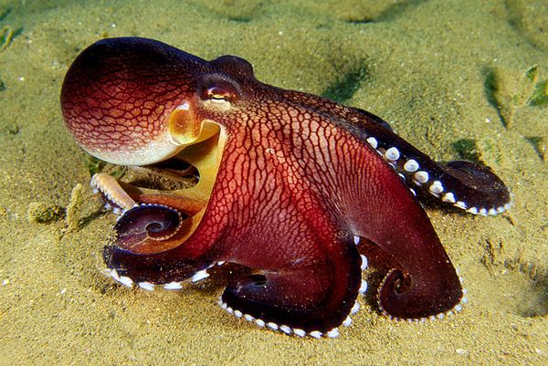 American E-Store: Octopus ..Eight Legs .. Thousands Eggs.