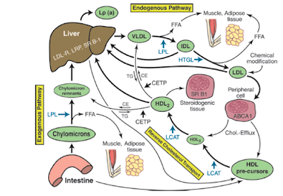 Lipoprotein ; Definisi, Jenis & Metabolismenya