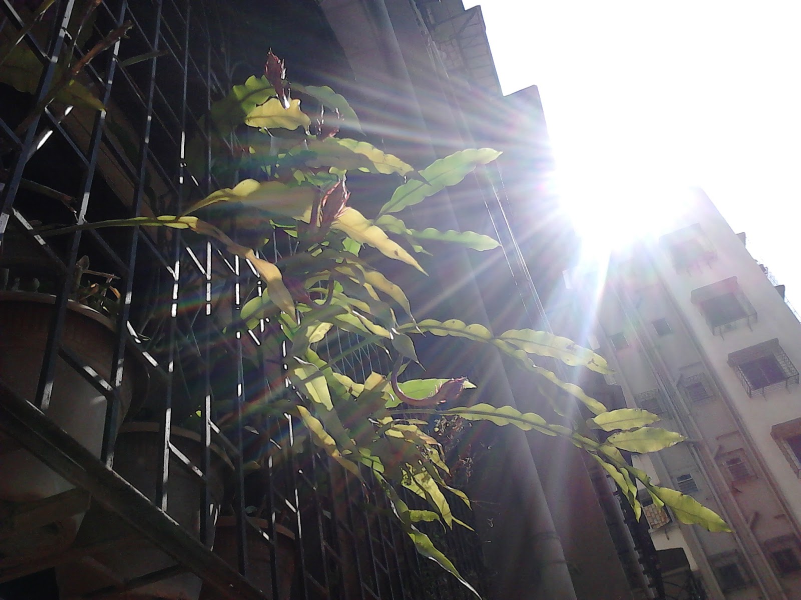 Garden Care Simplified: Kevda Flowering Plant Information Required