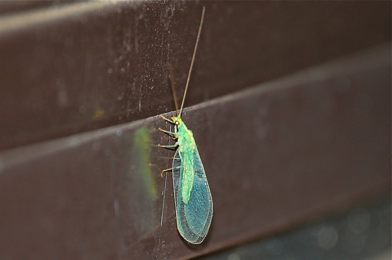 The Insect Diary: Golden-Eyed Lacewing & Brown Lacewing