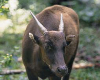 Montain Anoa - Anoa quarlesi