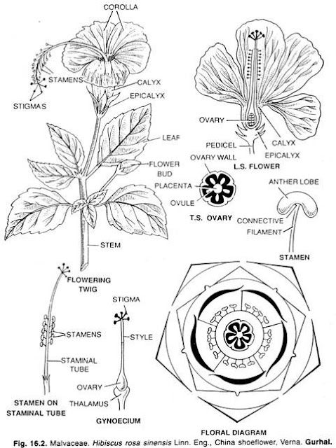 MALVACEAE - the cotton family Notes - DOLUMA