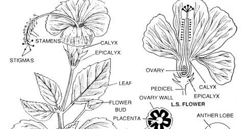 MALVACEAE - the cotton family Notes - DOLUMA