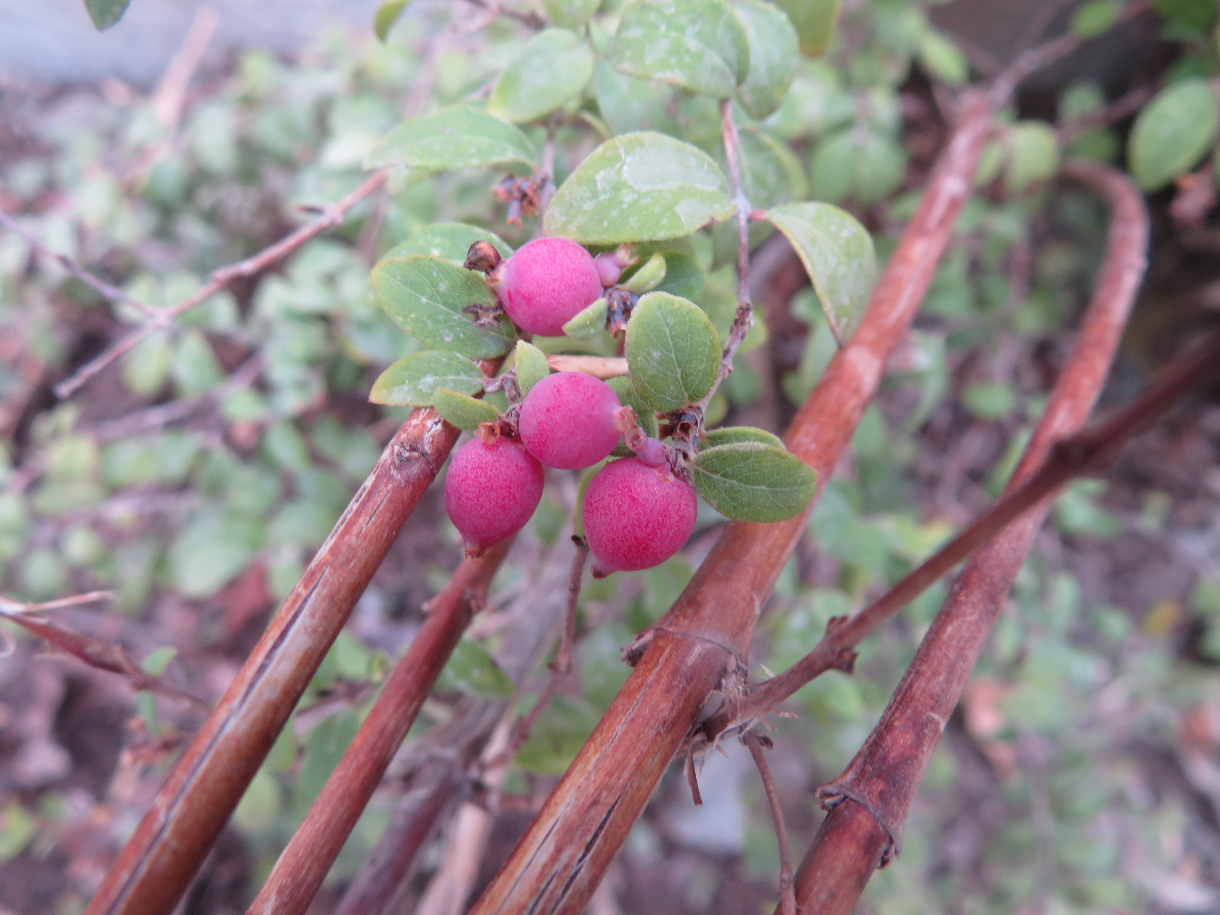 Cittaslow Botanik Park: İNCİ ÇALISI ÇİÇEĞİ ( Symphoricarpos )