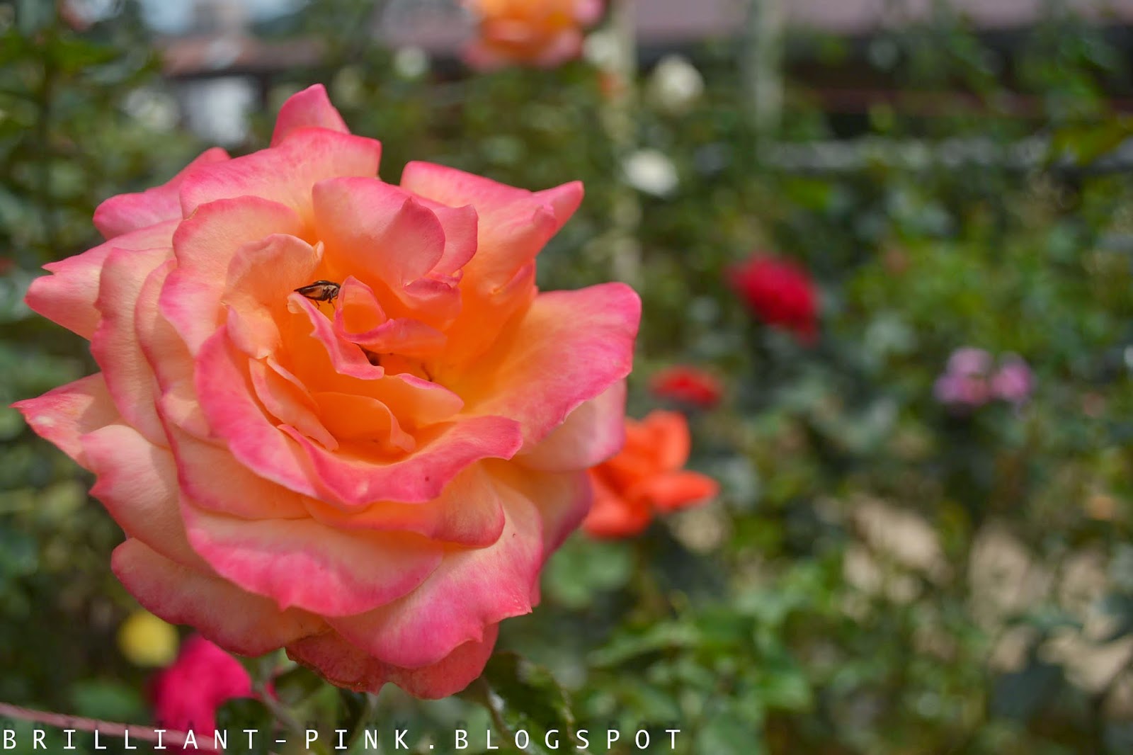 Populer 36+ Gambar Bunga Rose