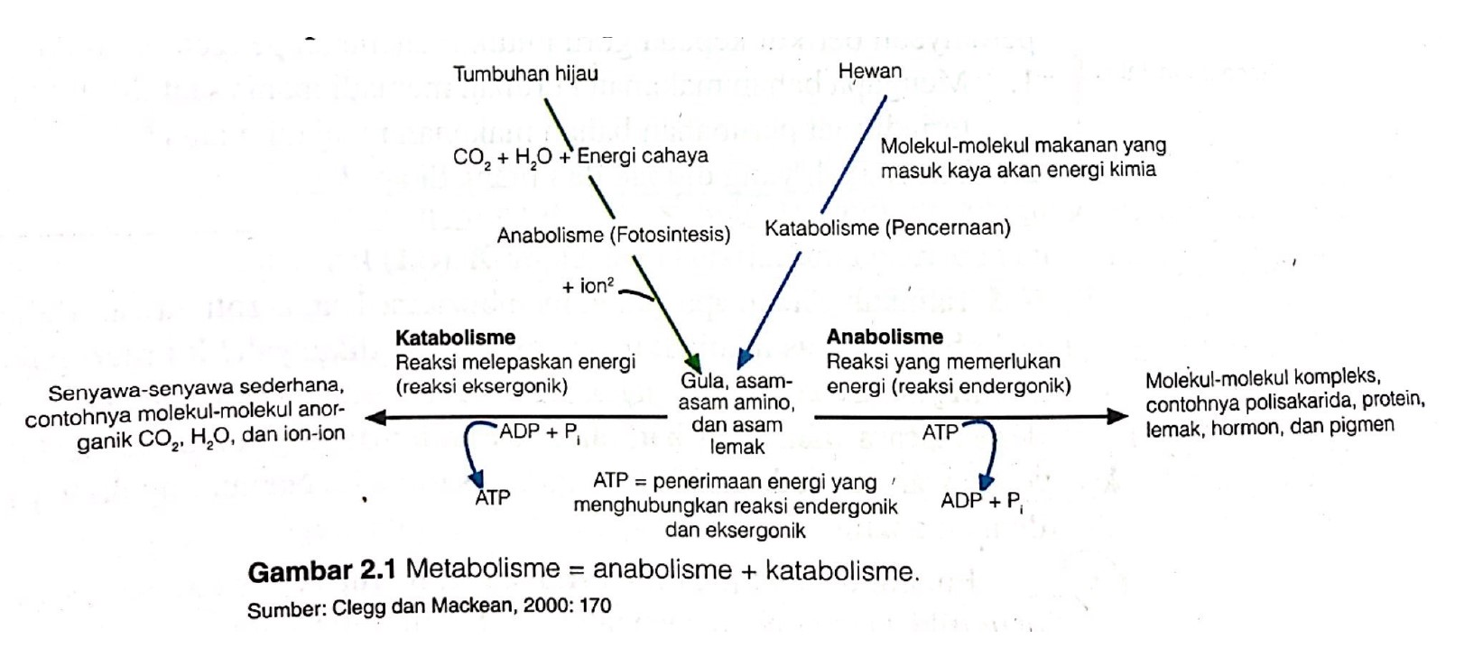 Biologi Kelas XII IPA : Pertemuan 4 : Enzim dan Metabolisme