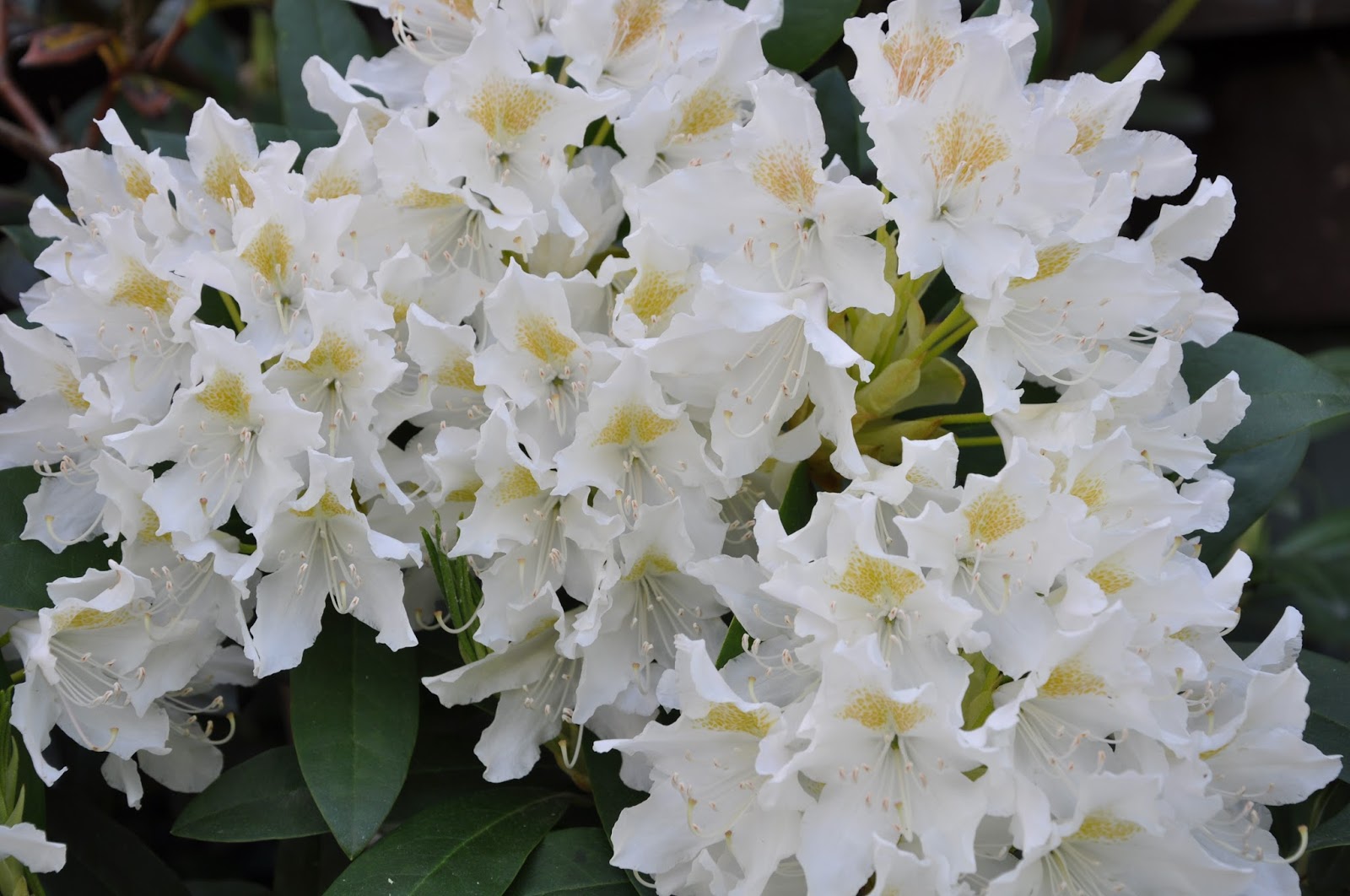 Den Vita Drömgården: Det var en gång - del 1 - Trädgård