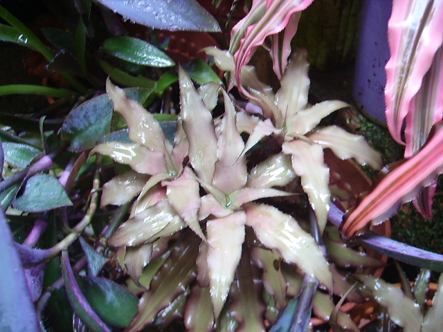 Garden Chronicles of James David: Earth Star - Cryptanthus