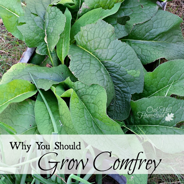 5 Reasons Why You Should Grow Comfrey - Oak Hill Homestead