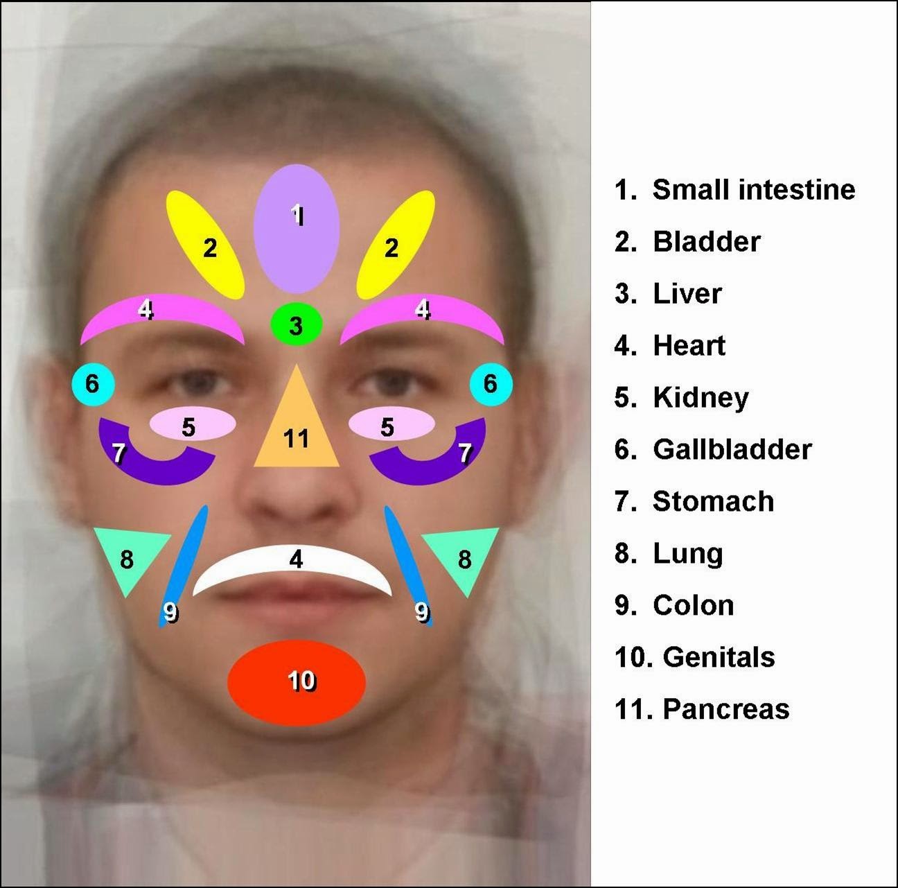 Face Map And Organs at Sarah Lee blog
