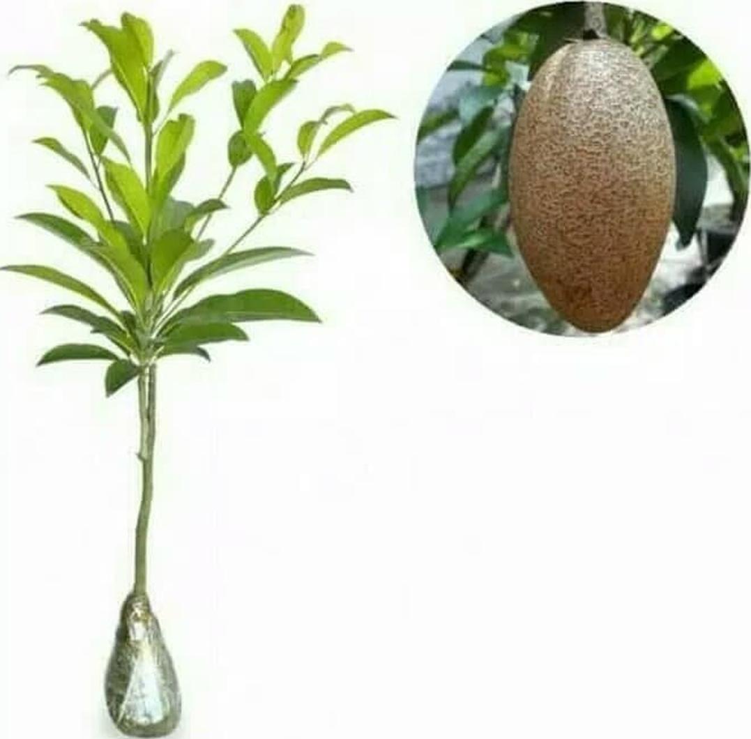 Supplier Paket 3 Bibit Tanaman Buah Sawo Mentimun Sulawesi Selatan ... Supplier Paket 3 Bibit Tanaman Buah Sawo Mentimun Sulawesi Selatan ...