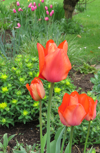 -neuer Gartentraum-: Tulpen im eigenen Garten
