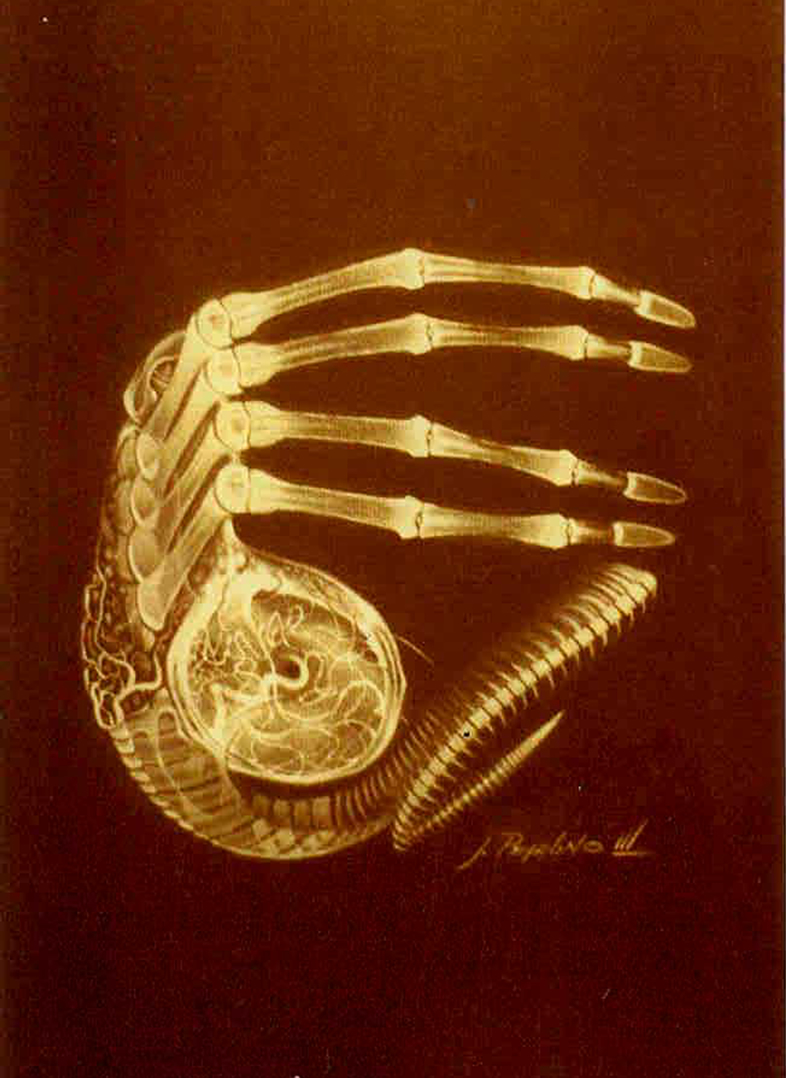 Alien Explorations: Alien: Joe Petagno's facehugger concept art