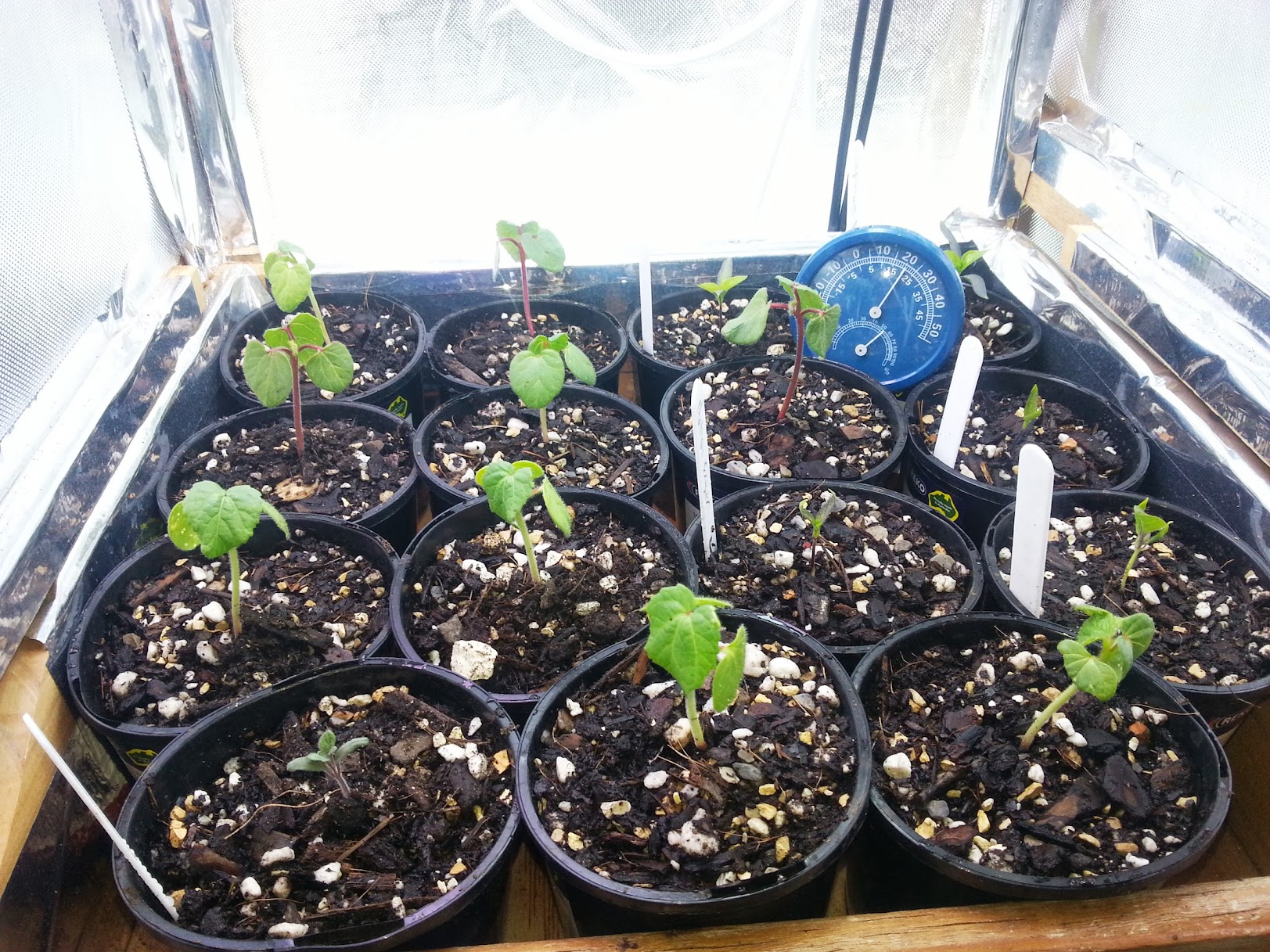 Raising Seedlings Under Grow Lights and Garlic Update ~ A Canberra ...