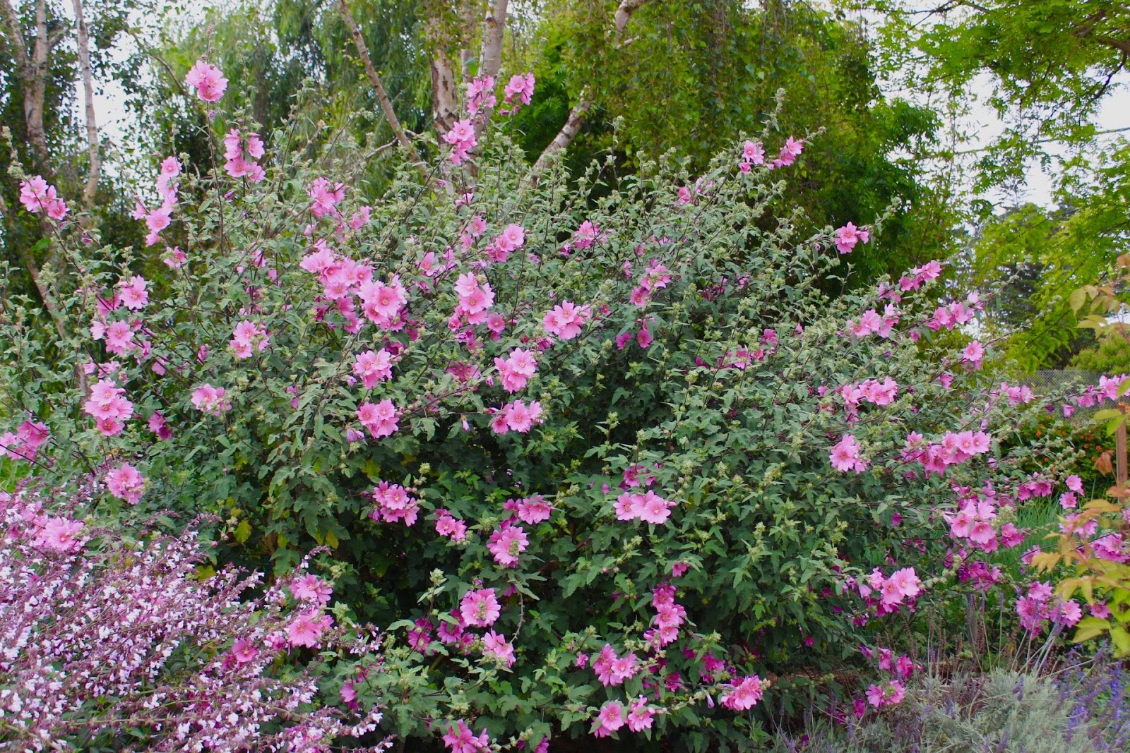 lavatere - France news collections