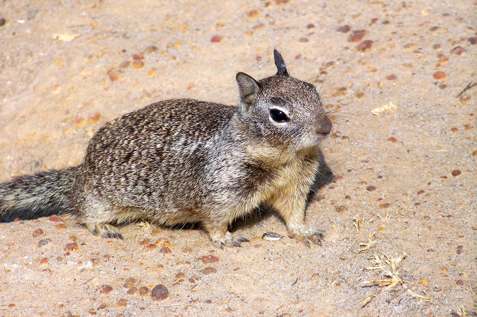 Mbote from San Diego: Ground Squirrel and Tracks at the Beach