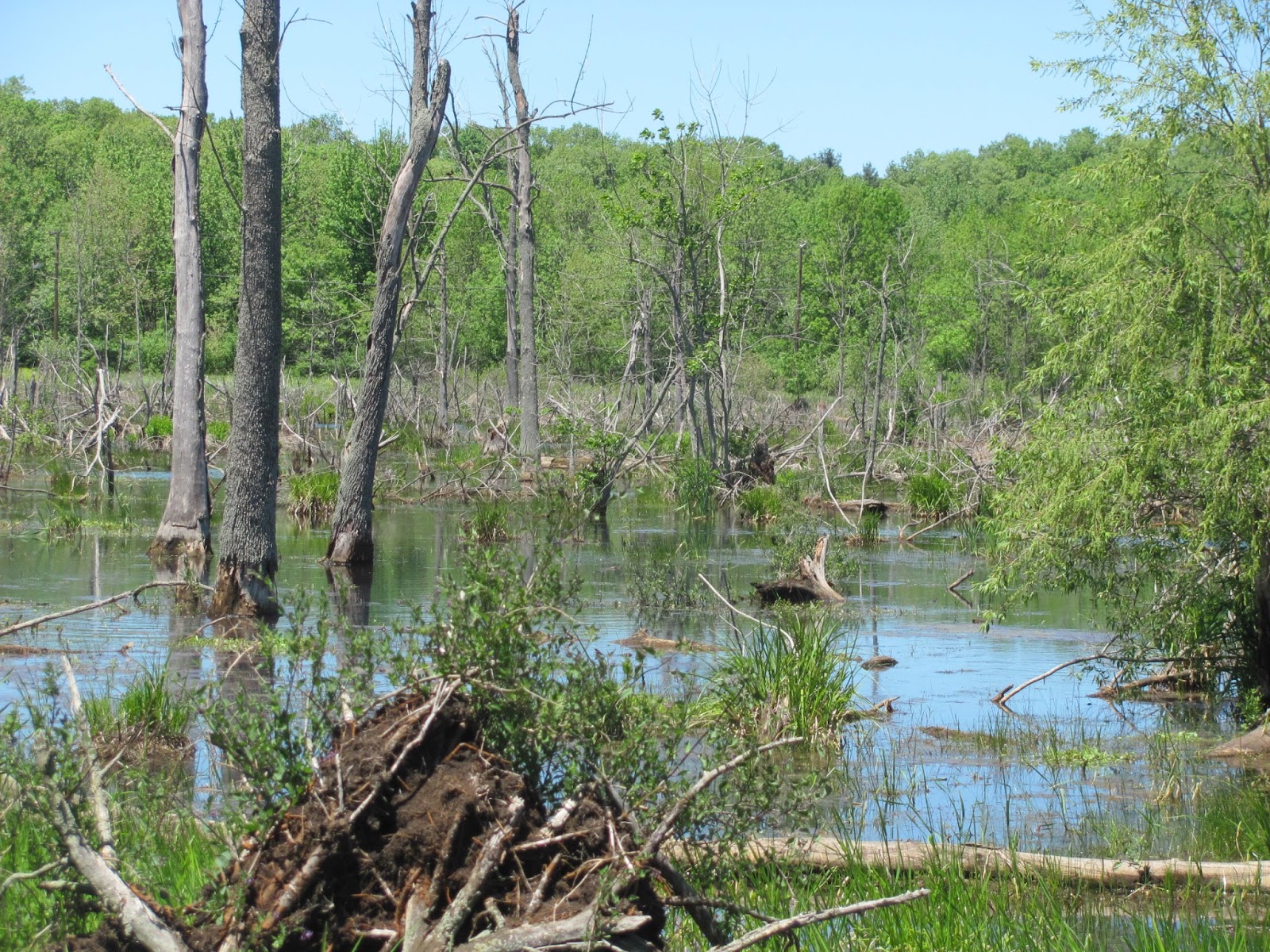 Terri of the Trails: Walking the "Creepy Swamp": the Great Marsh Trail ...
