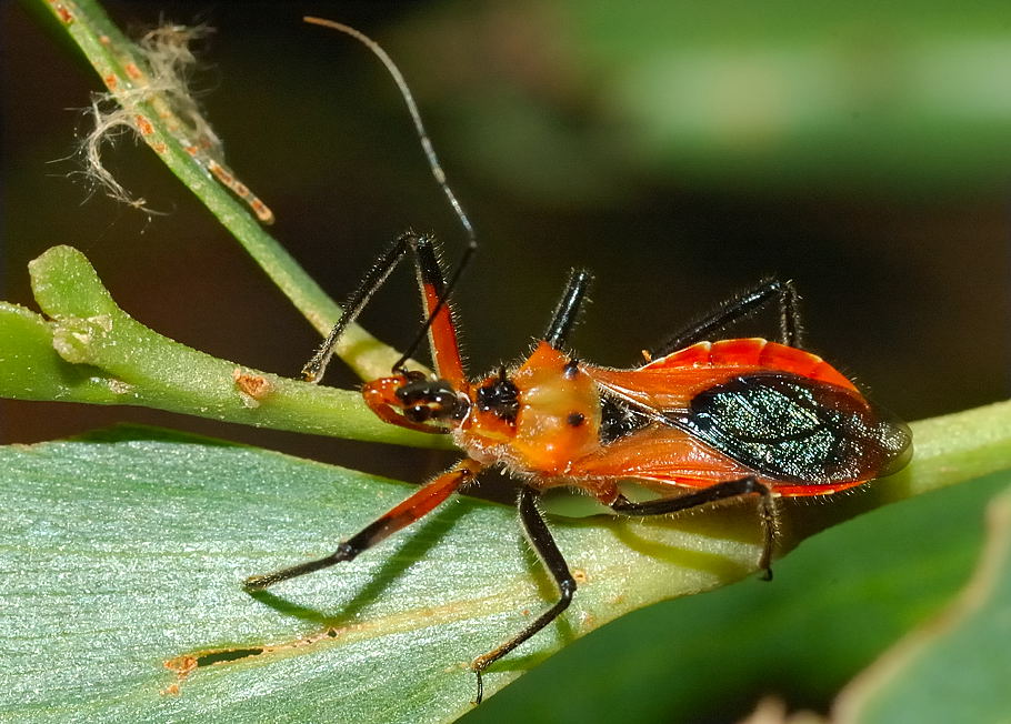 Assassin Bug - Insects Morphology