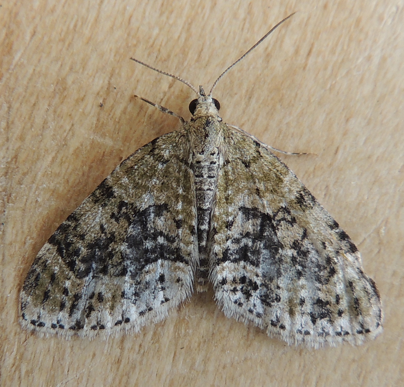 Ceredigion Moths: Golden-rod Pug