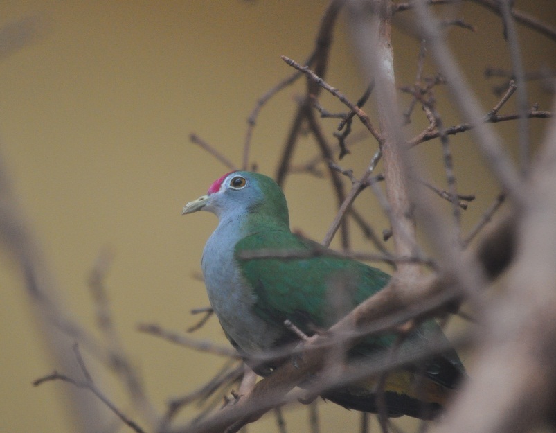 ZOOTOGRAFIANDO (6.100 ANIMALS): TILOPO DE FRENTE ROSADA / BEAUTIFUL ...