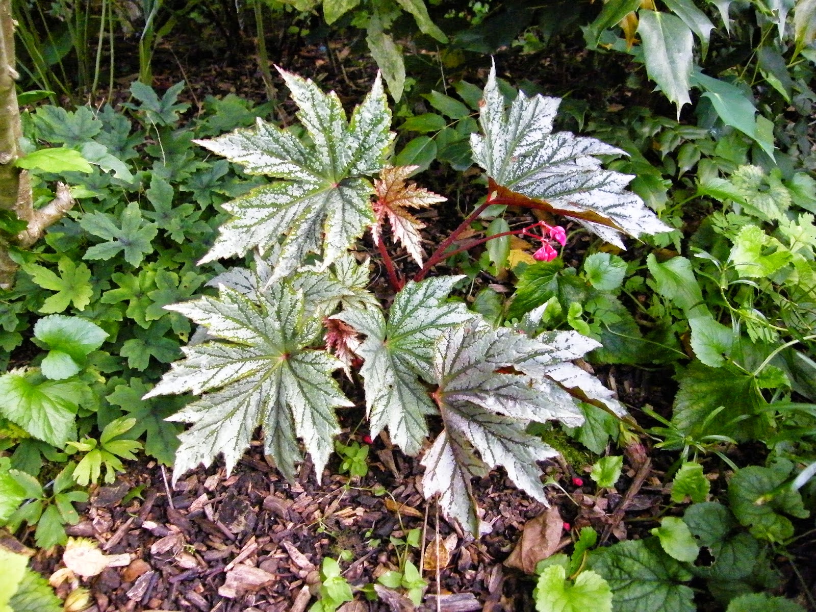Au gré du jardin: "Silver Splendor" est un bégonia qui ne craint pas le ...