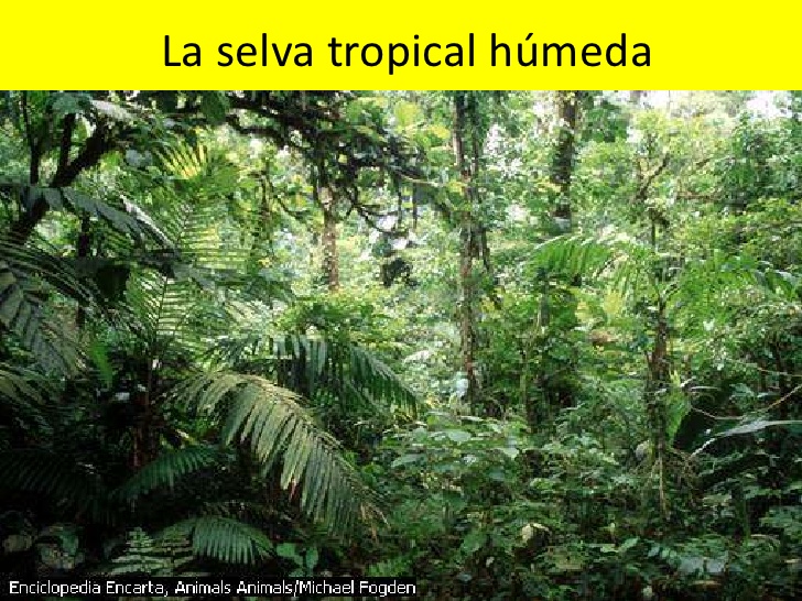 selva tropical: CLIMA
