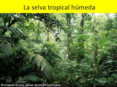 selva tropical: CLIMA