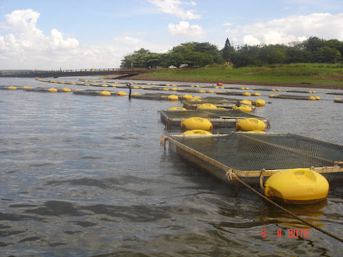 PRODUÇÃO DE TILÁPIAS EM TANQUES REDE DE 06 m3 NA REPRESA CAPIVARA ...