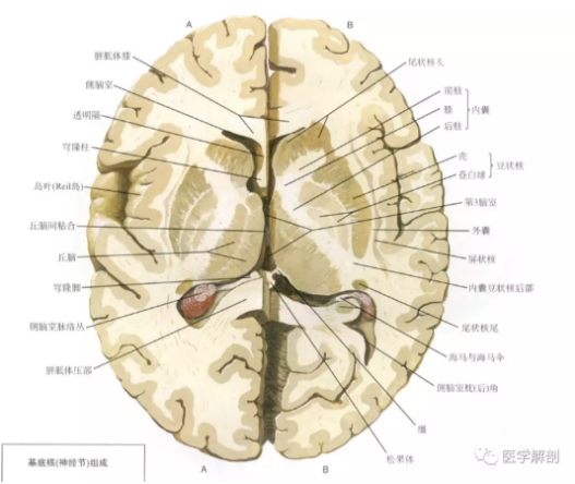 A.Lee's Blogger: Neuroanatomy Structure Map