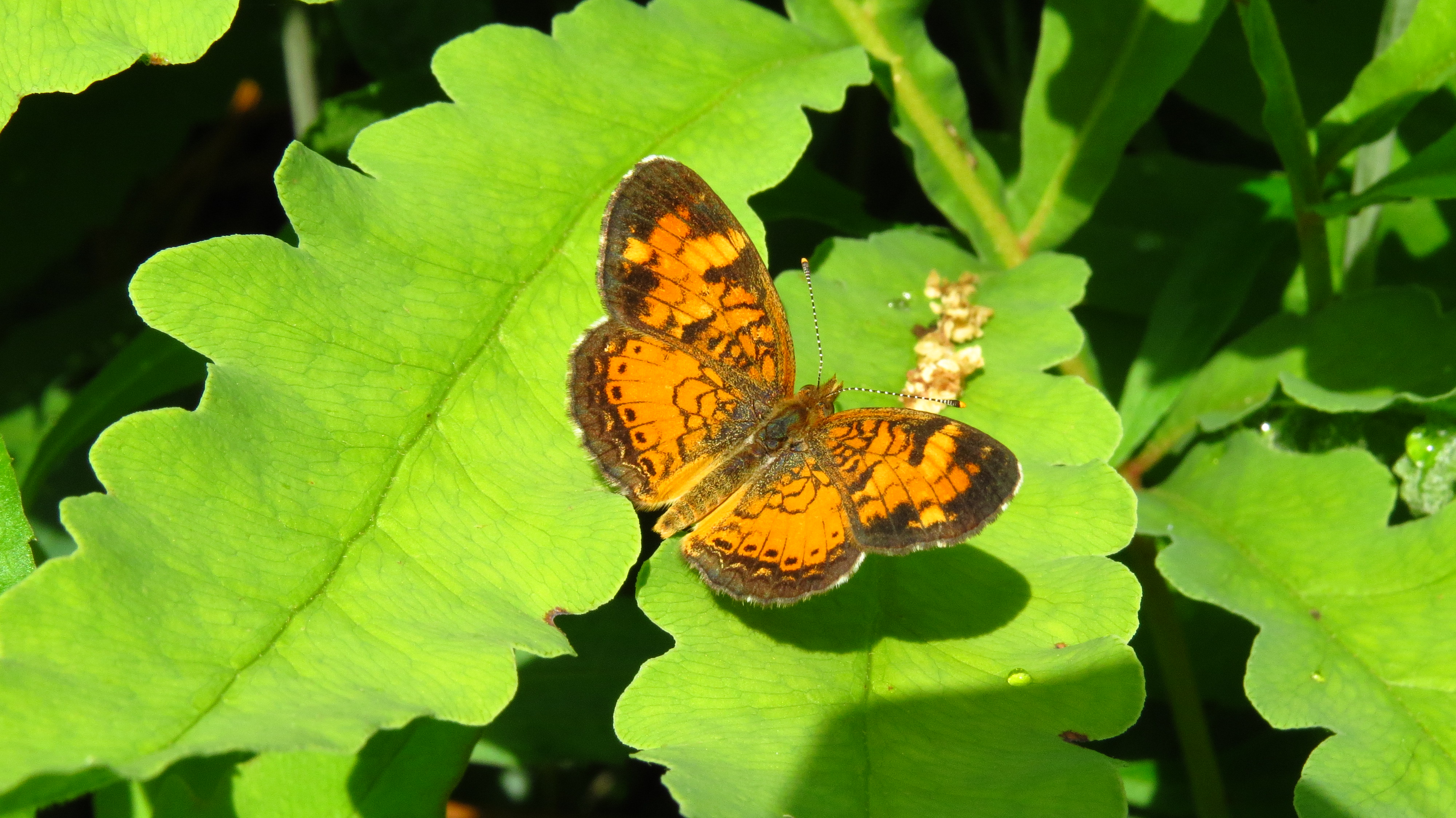 Jericho, Vermont Photos: Jericho, Vermont has cool bugs!