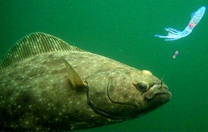 International Fishing News: 2013-06