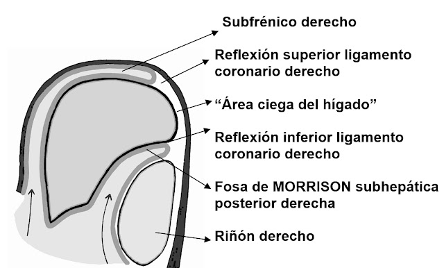 TecniScan Científico: Espacios Perihepáticos, Transcavidad de los ...