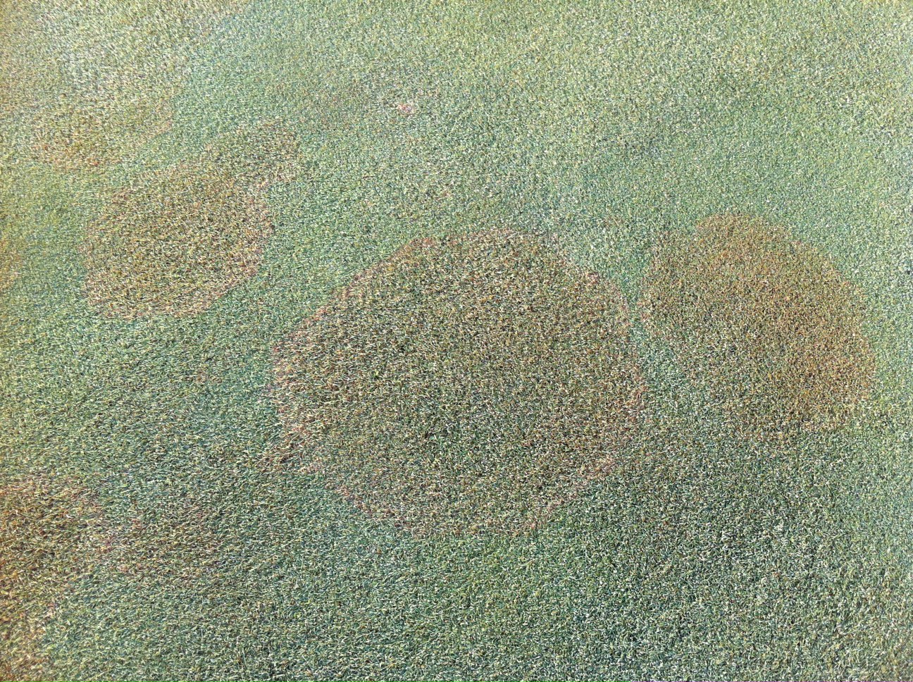 NC State Turf Pathology: Brown Patch Alert