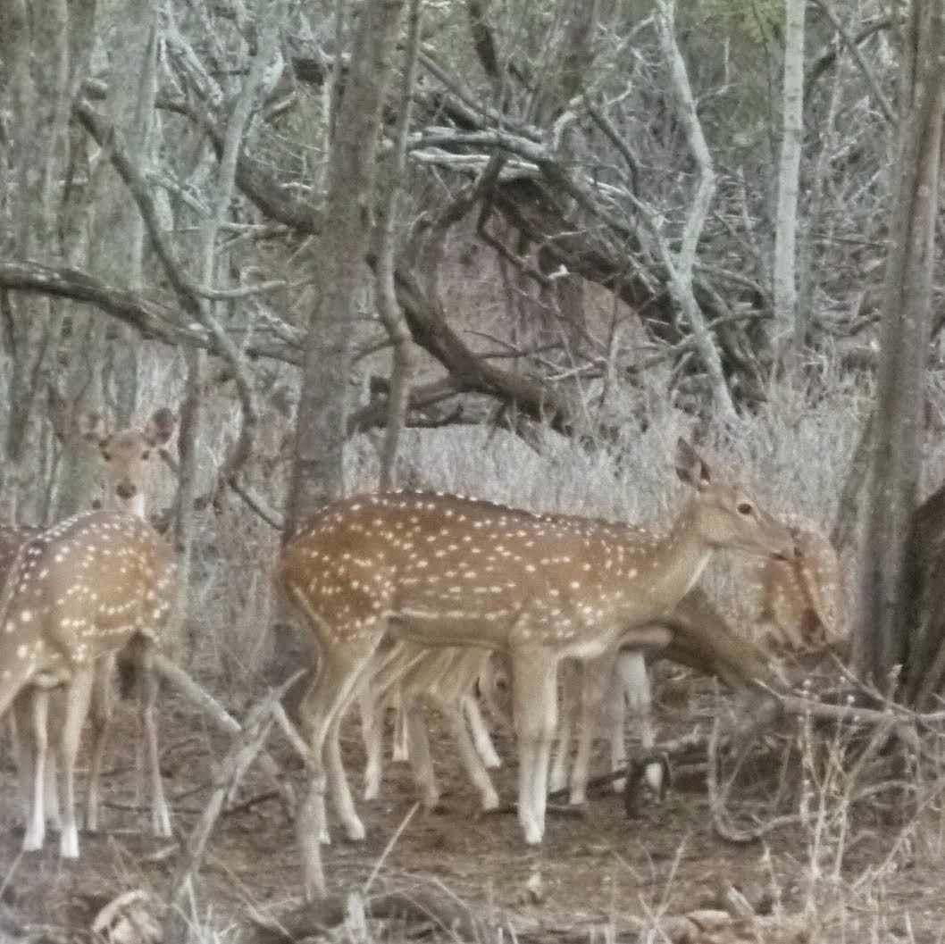 Maui Jungalow: Maui Deer Gone Amok: Trouble in Paradise