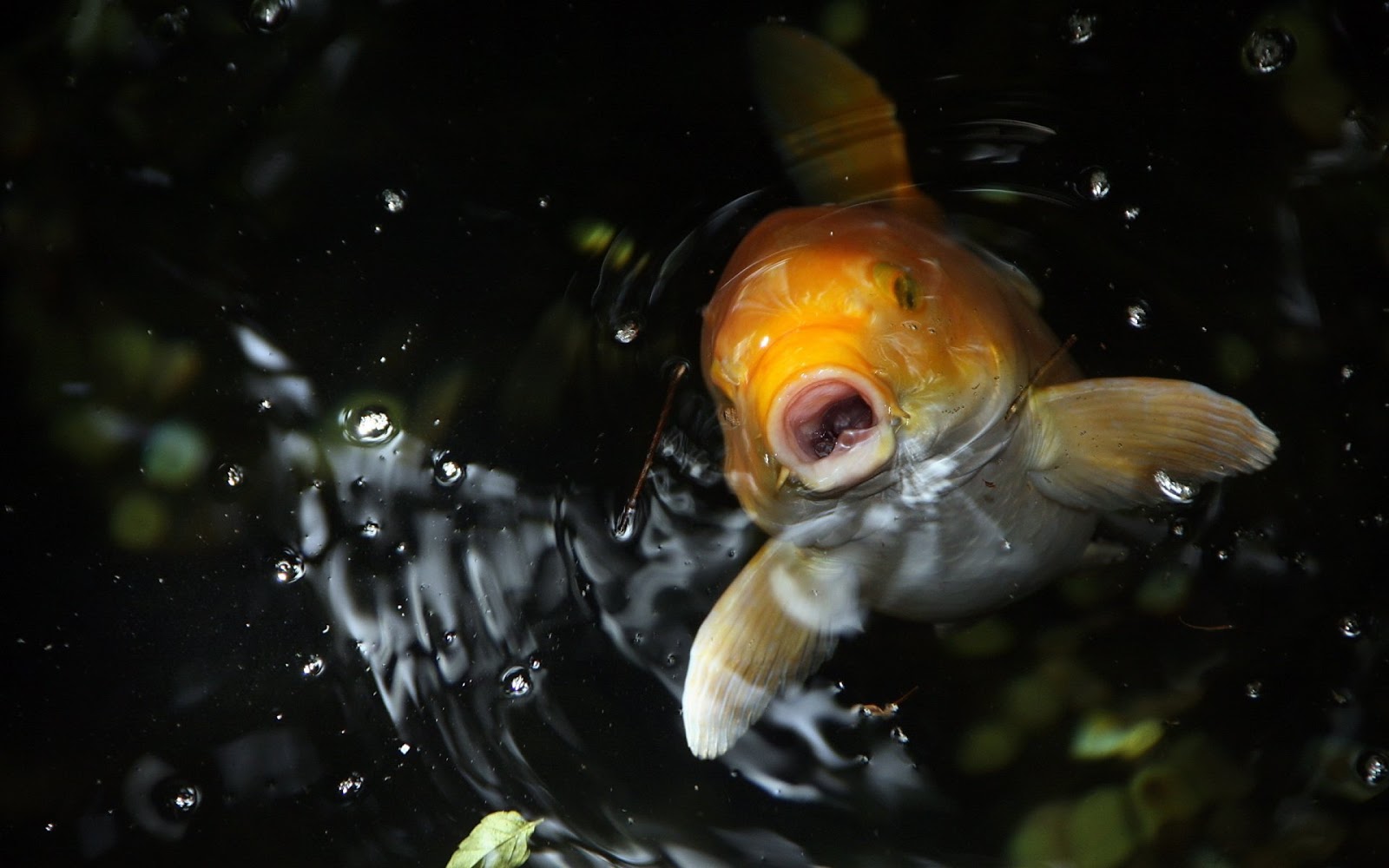 Facts about Koi fish