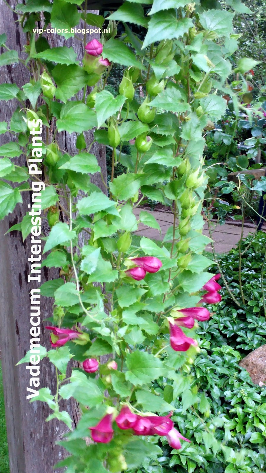 Vademecum Interesting Plants: Lophospermum erubescens - Lofos ...