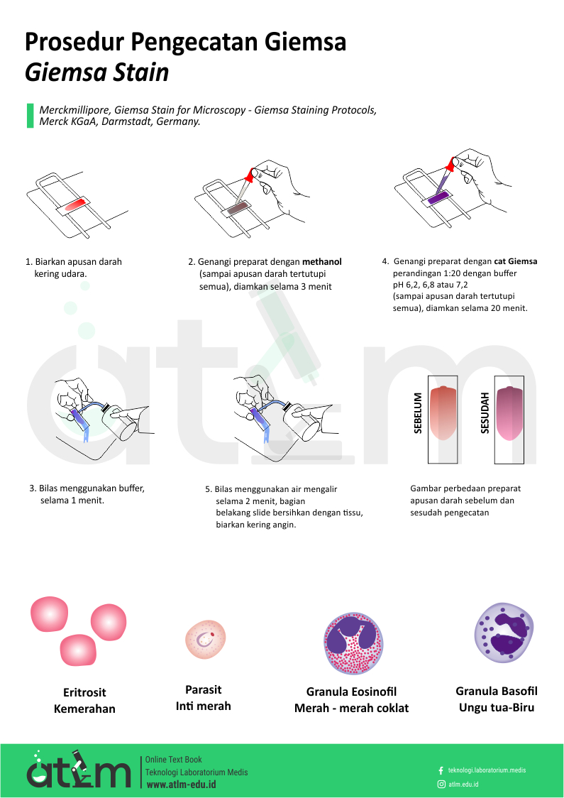 Pengecatan Preparat Apusan Darah Metode Giemsa — Online Text Book ATLM