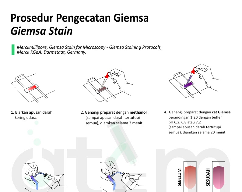 Pewarnaan Gram Prinsip dan Prosedur Pewarnaan MicrobeHolic