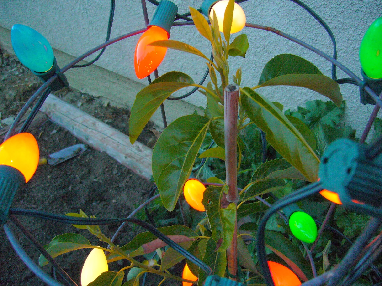 Sacramento Vegetable Gardening: Have Another Cold One!