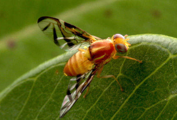 BIBOCA AMBIENTAL : PLANETA ÁRVORE