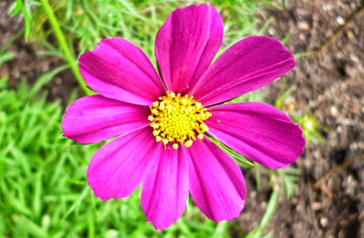 Sonata Carmine Flower - Rathu Atapetiya | SL Flora