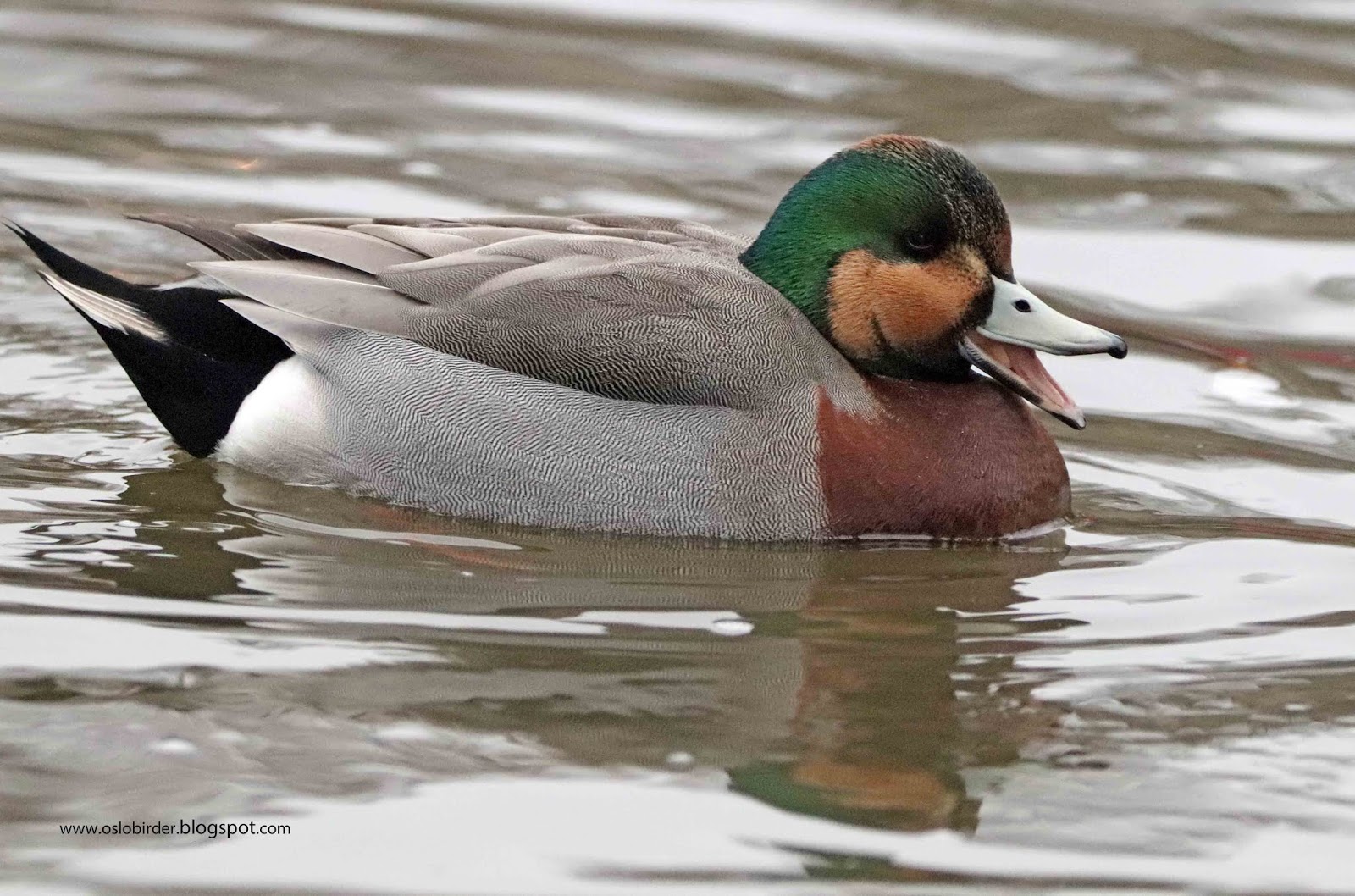 OSLO BIRDER: The Return of the Mallard x Wigeon hybrid