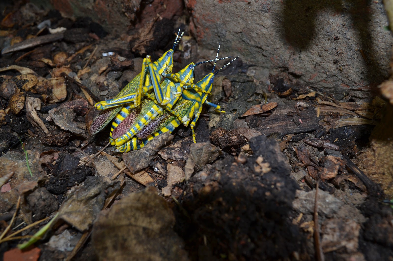 Wild Life: Tiddi Insect